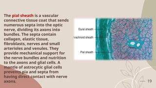 The embryology and anotomy of the optic nerve and its blood supply up ...