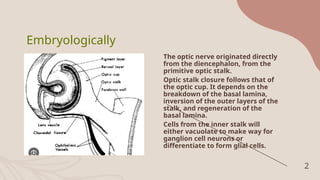 The embryology and anotomy of the optic nerve and its blood supply up ...