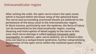 The embryology and anotomy of the optic nerve and its blood supply up ...
