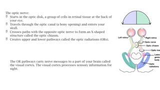 optic nerve lesson for those who study medicine | PPTX