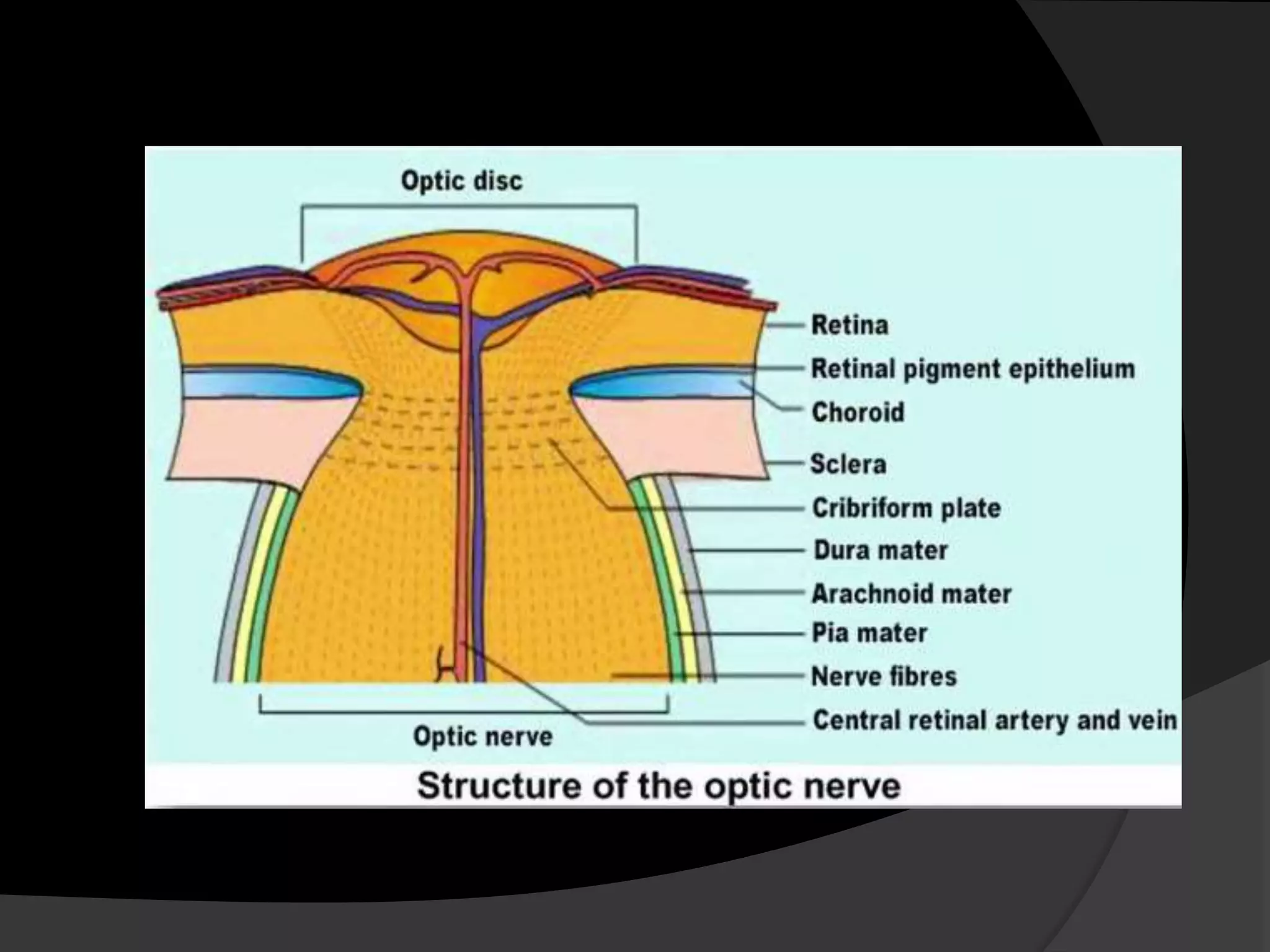 Optic nerve anatomy Clinical Round | PPTX