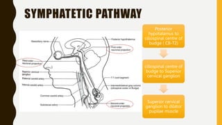 Optic nerve (cn ii) eXAMINATION and etc.pptx