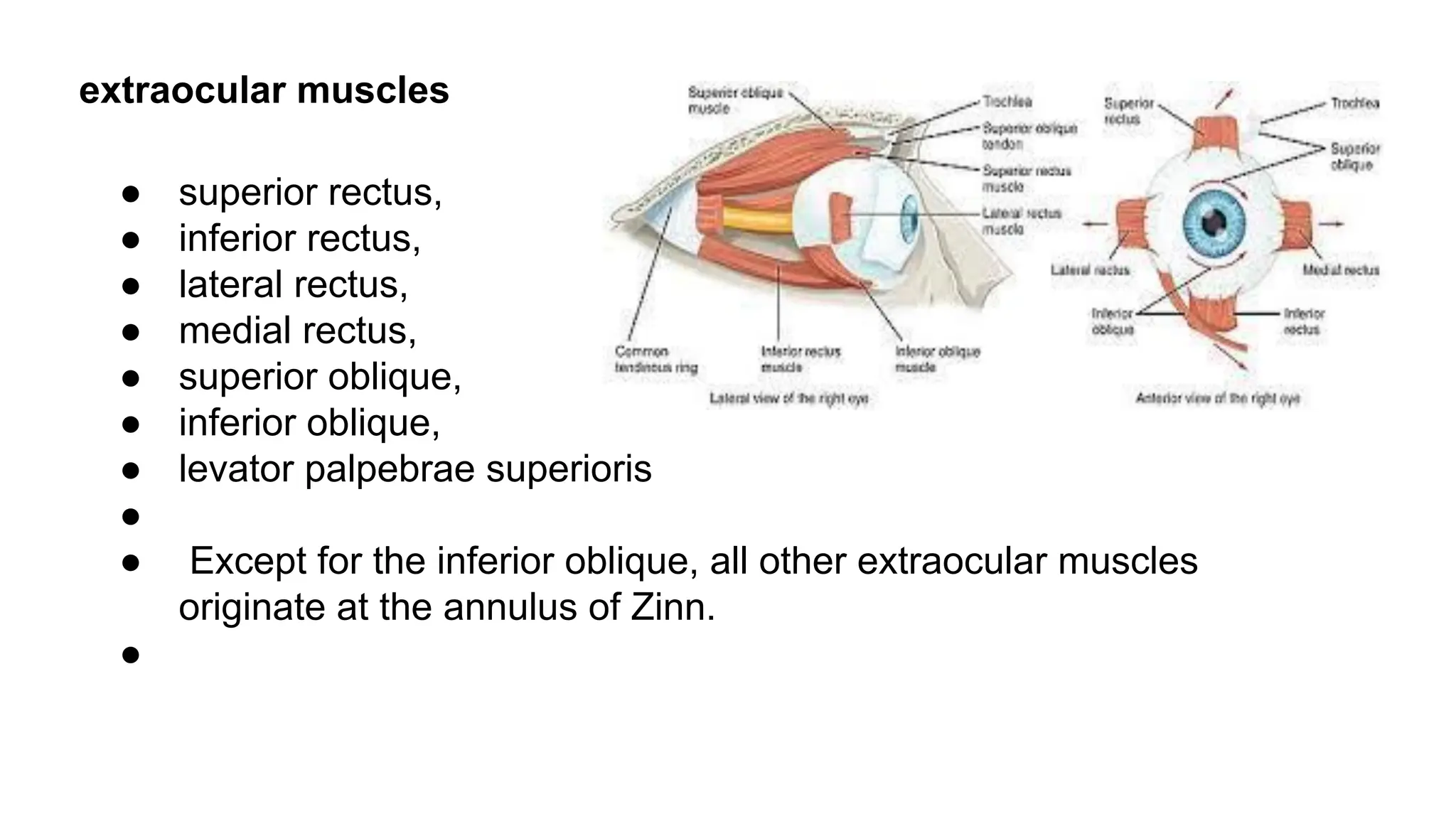 Optic nerve decompression with optic nerve.pdf