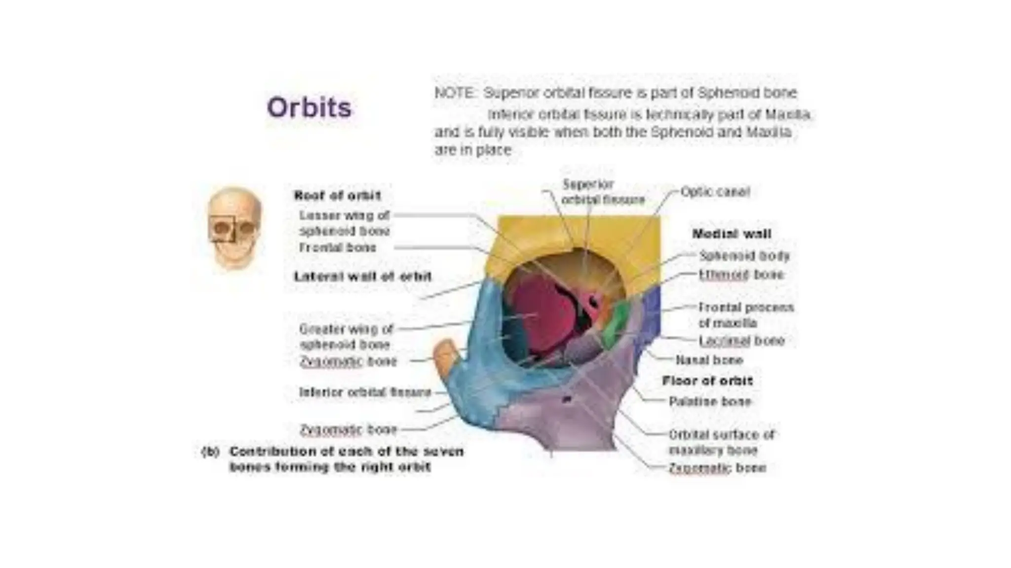 Optic nerve decompression with optic nerve.pdf