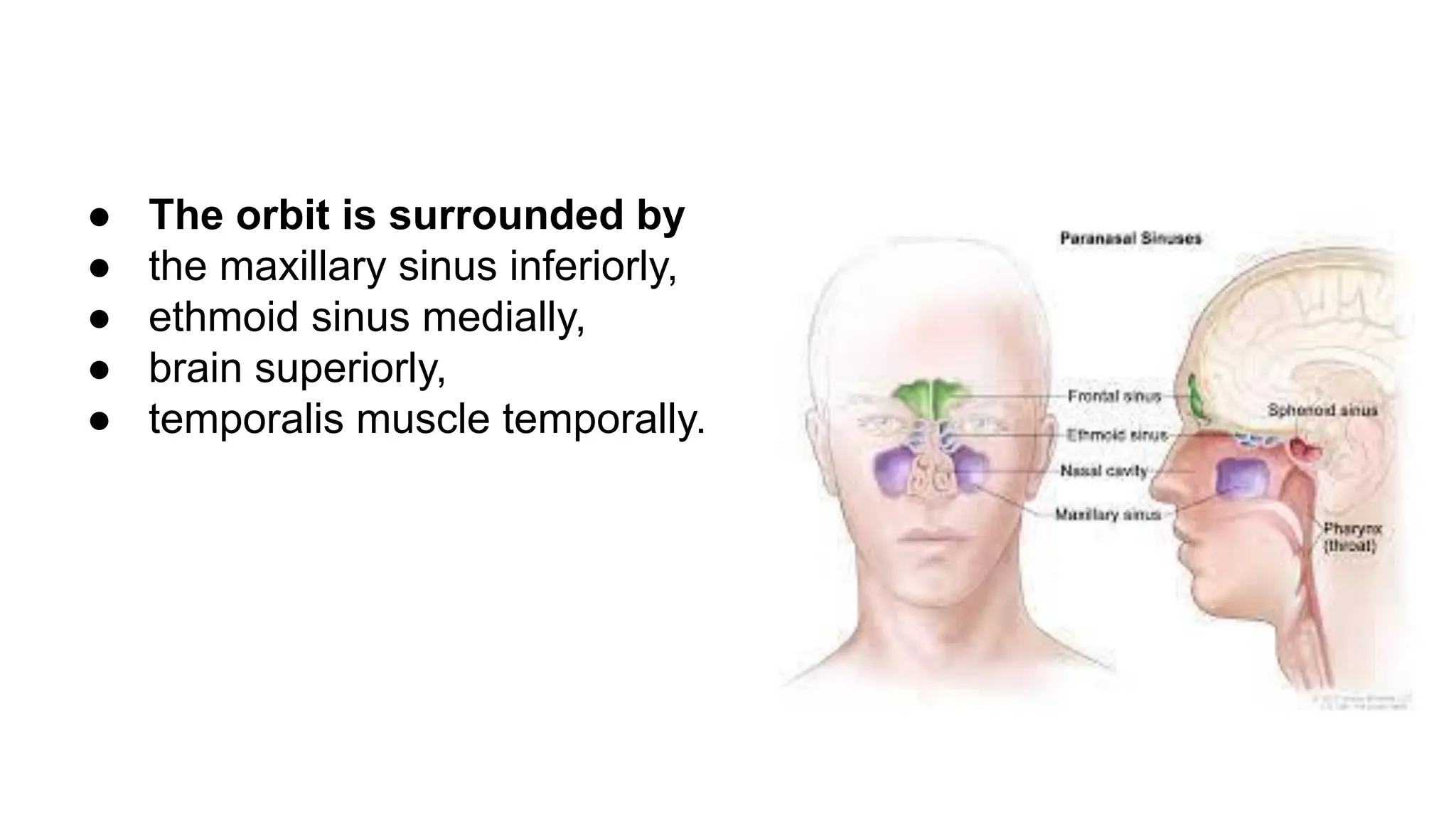 Optic nerve decompression with optic nerve.pdf
