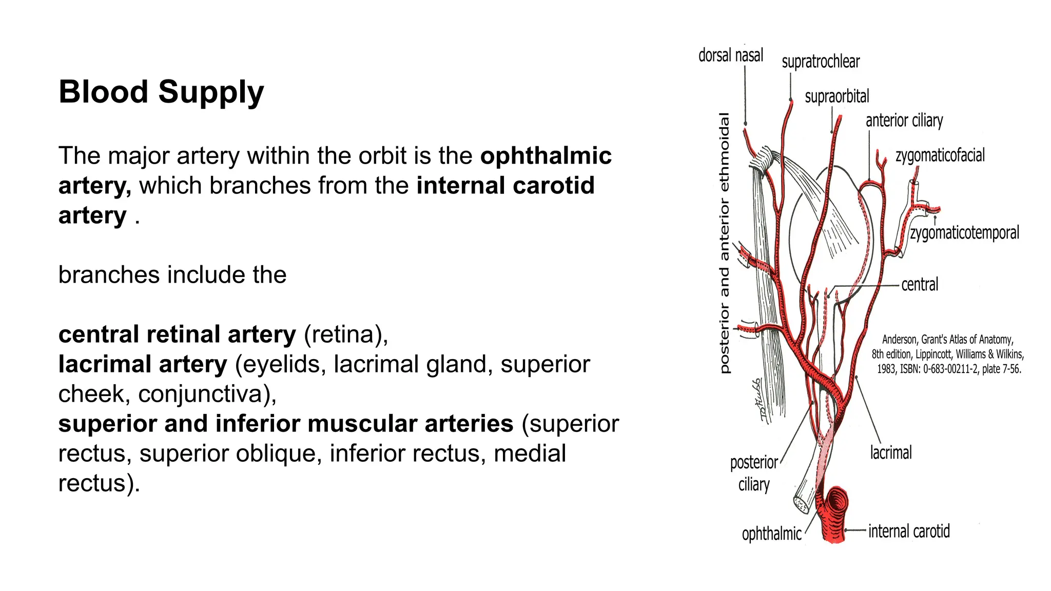 Optic nerve decompression with optic nerve.pdf