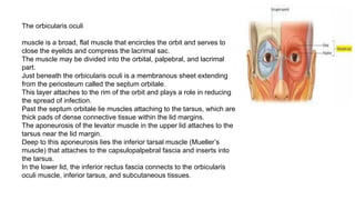 Optic nerve decompression with optic nerve.pdf