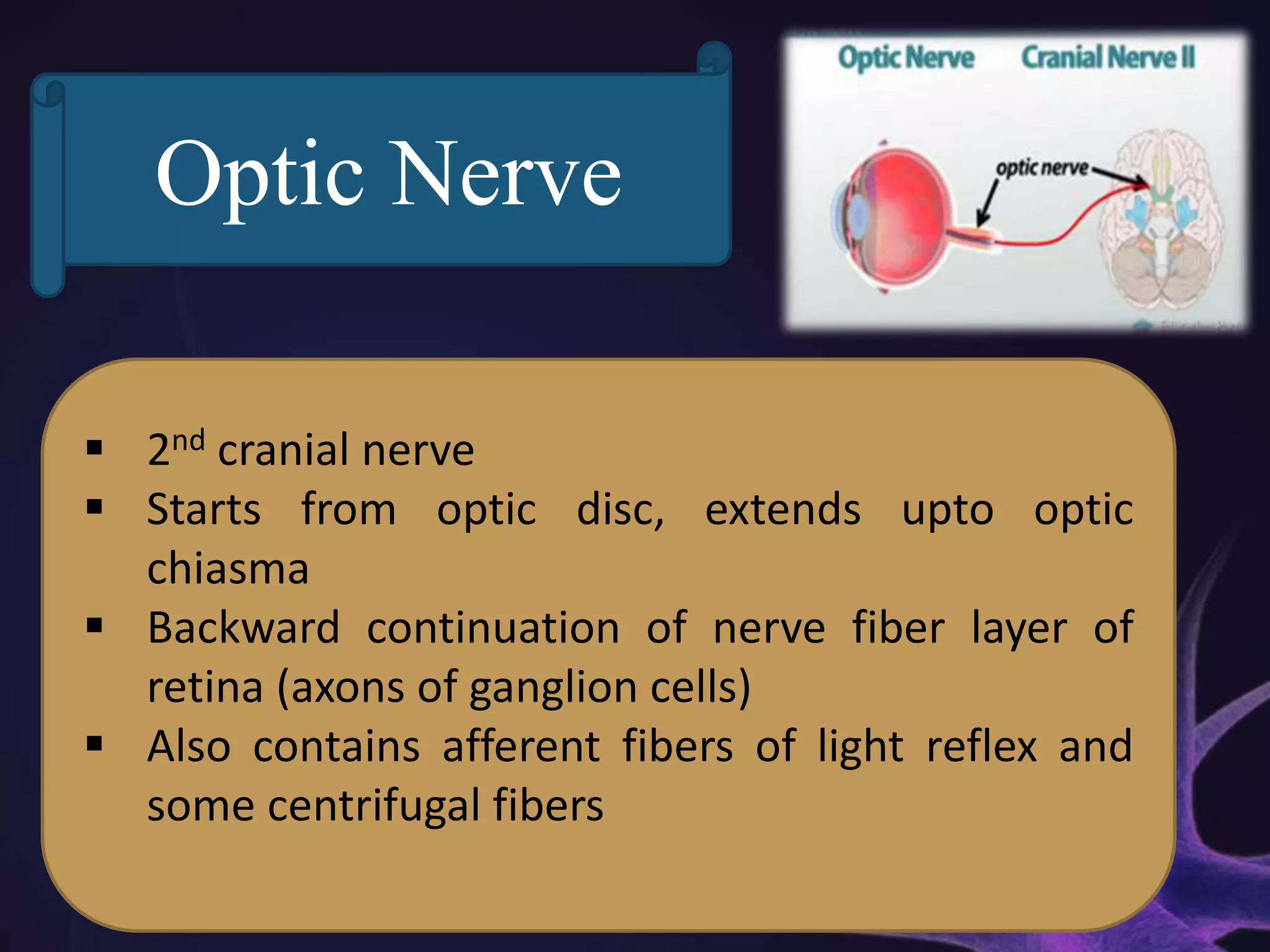 Anatomy of Optic Nerve | PPTX
