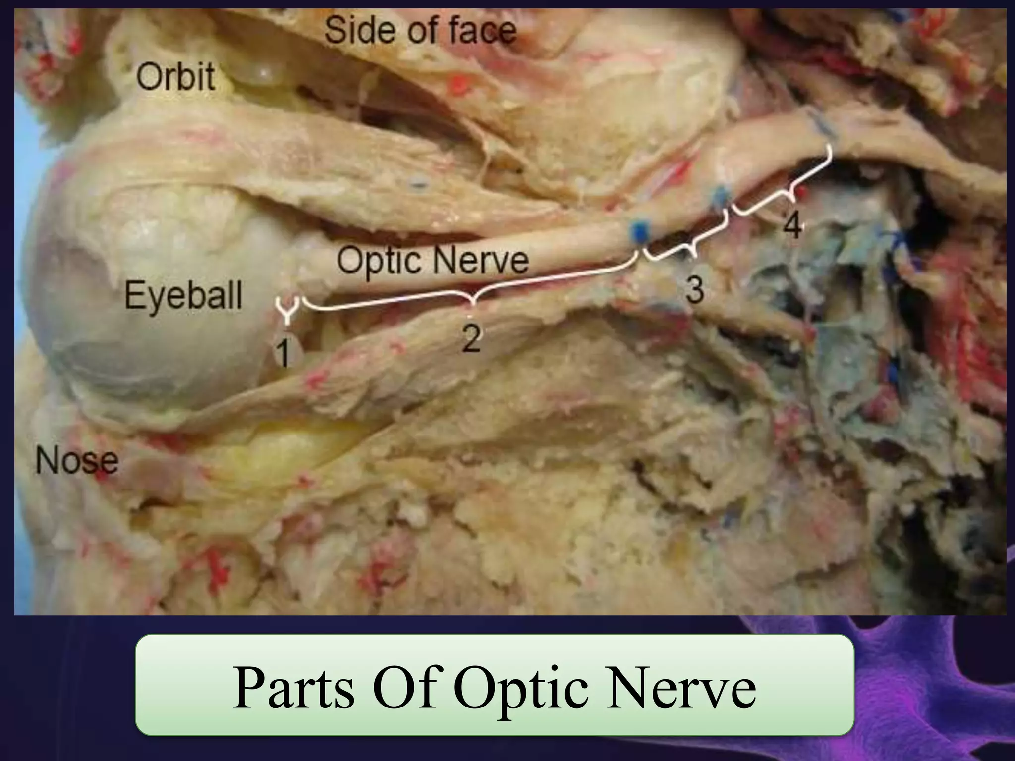 Anatomy of Optic Nerve | PPTX