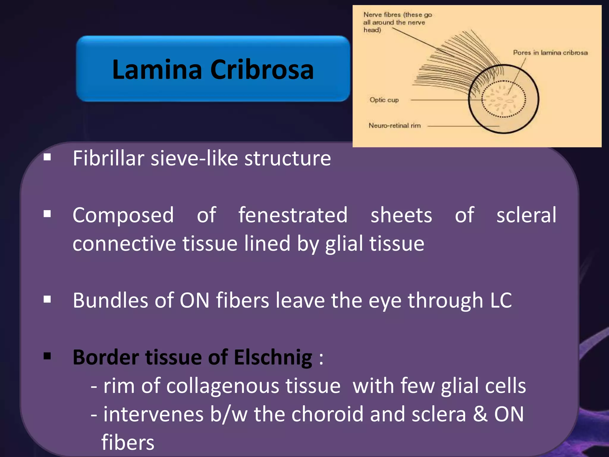 Anatomy of Optic Nerve | PPTX