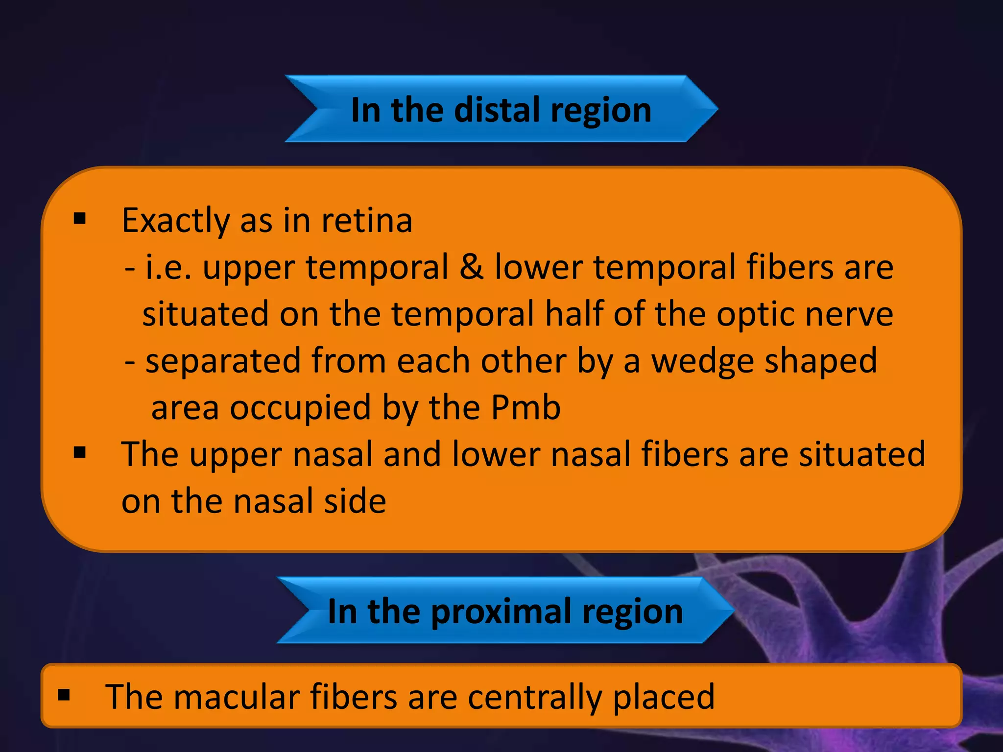 Anatomy of Optic Nerve | PPTX