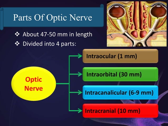 Anatomy of Optic Nerve | PPTX | Eye and Vision Conditions | Diseases ...