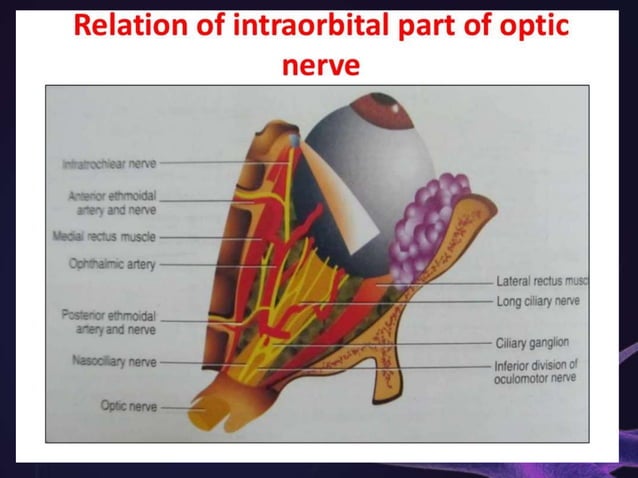 Anatomy of Optic Nerve | PPTX | Eye and Vision Conditions | Diseases ...