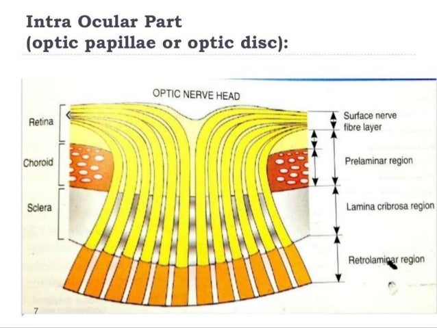 Anatomy of Optic Nerve