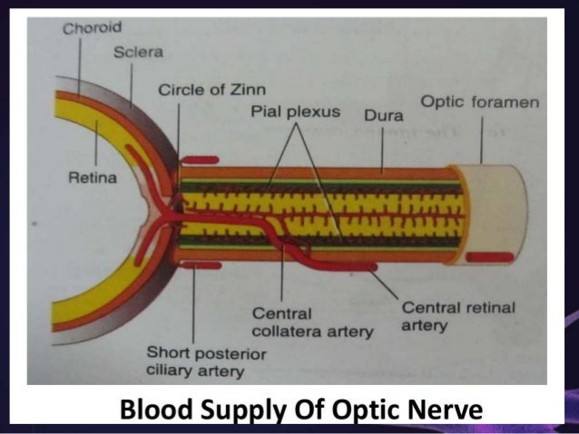 Anatomy of Optic Nerve
