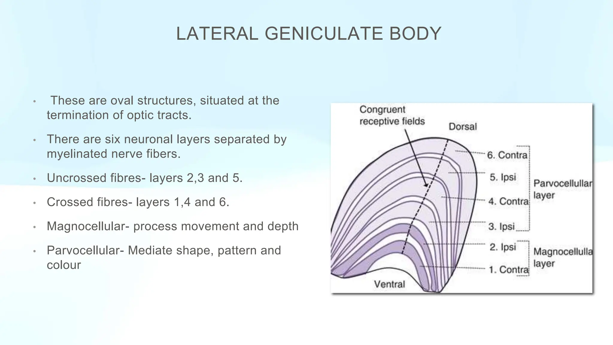 Optic nerve The nerve of sight ppt for Mch | PPTX