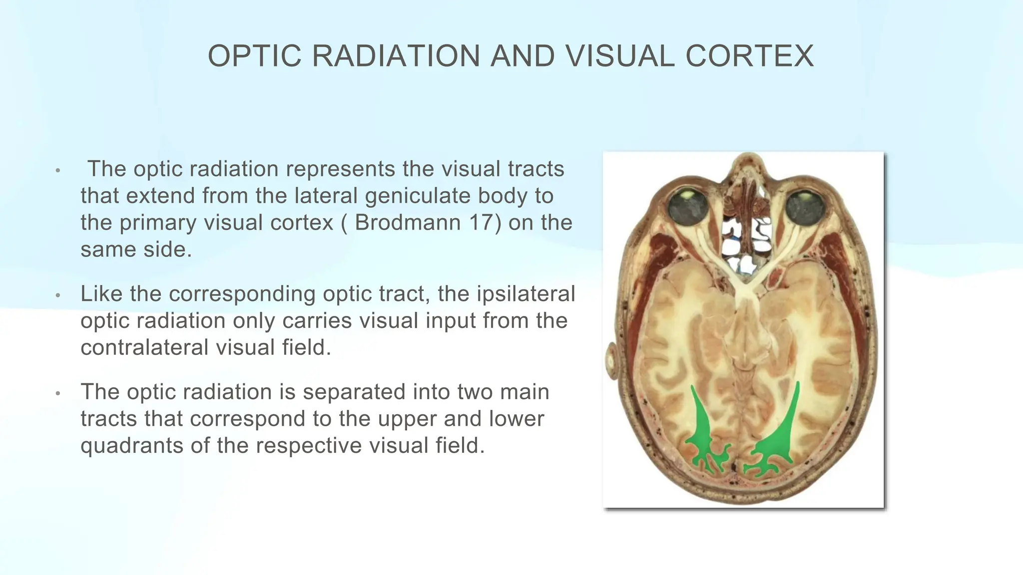 Optic nerve The nerve of sight ppt for Mch | PPT
