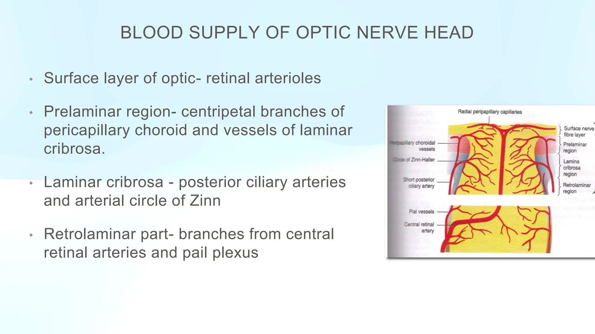 Optic nerve The nerve of sight ppt for Mch | PPTX