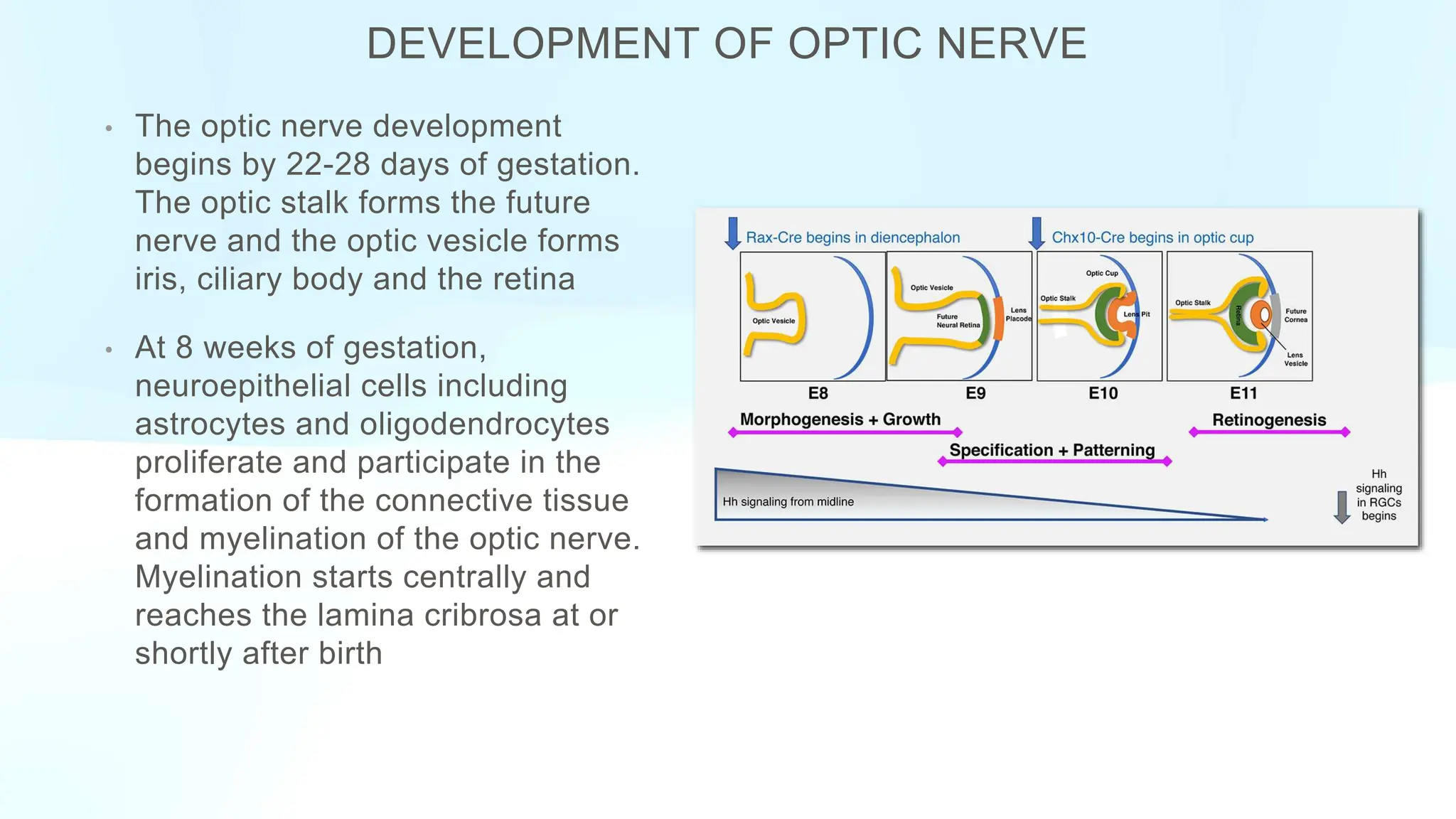 Optic nerve The nerve of sight ppt for Mch | PPT