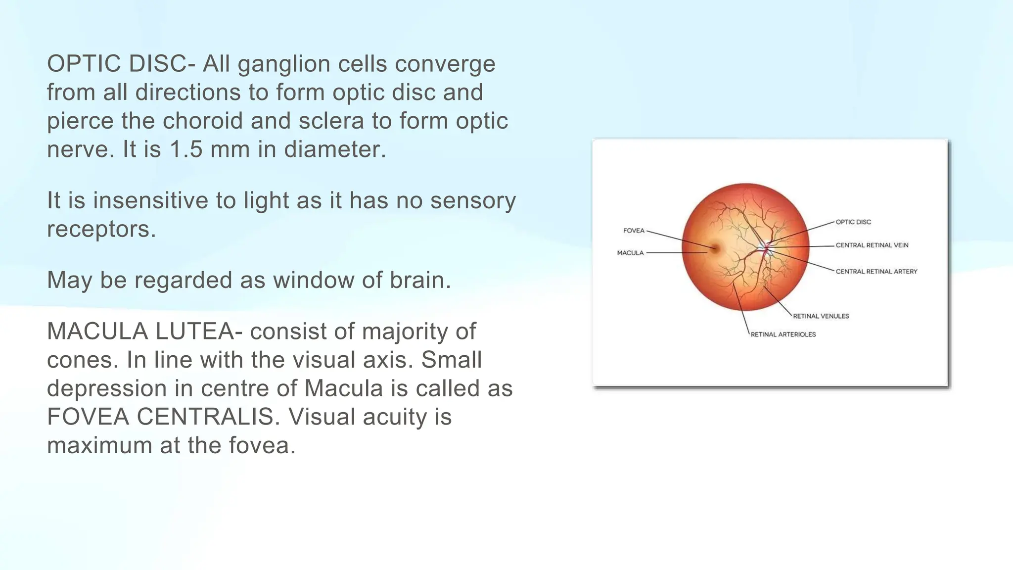 Optic nerve The nerve of sight ppt for Mch | PPT