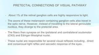 Optic nerve The nerve of sight ppt for Mch | PPT