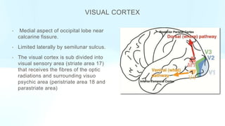 Optic nerve The nerve of sight ppt for Mch | PPT