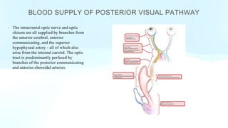 Optic nerve The nerve of sight ppt for Mch | PPT
