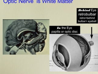 Optic neuritis | PPT
