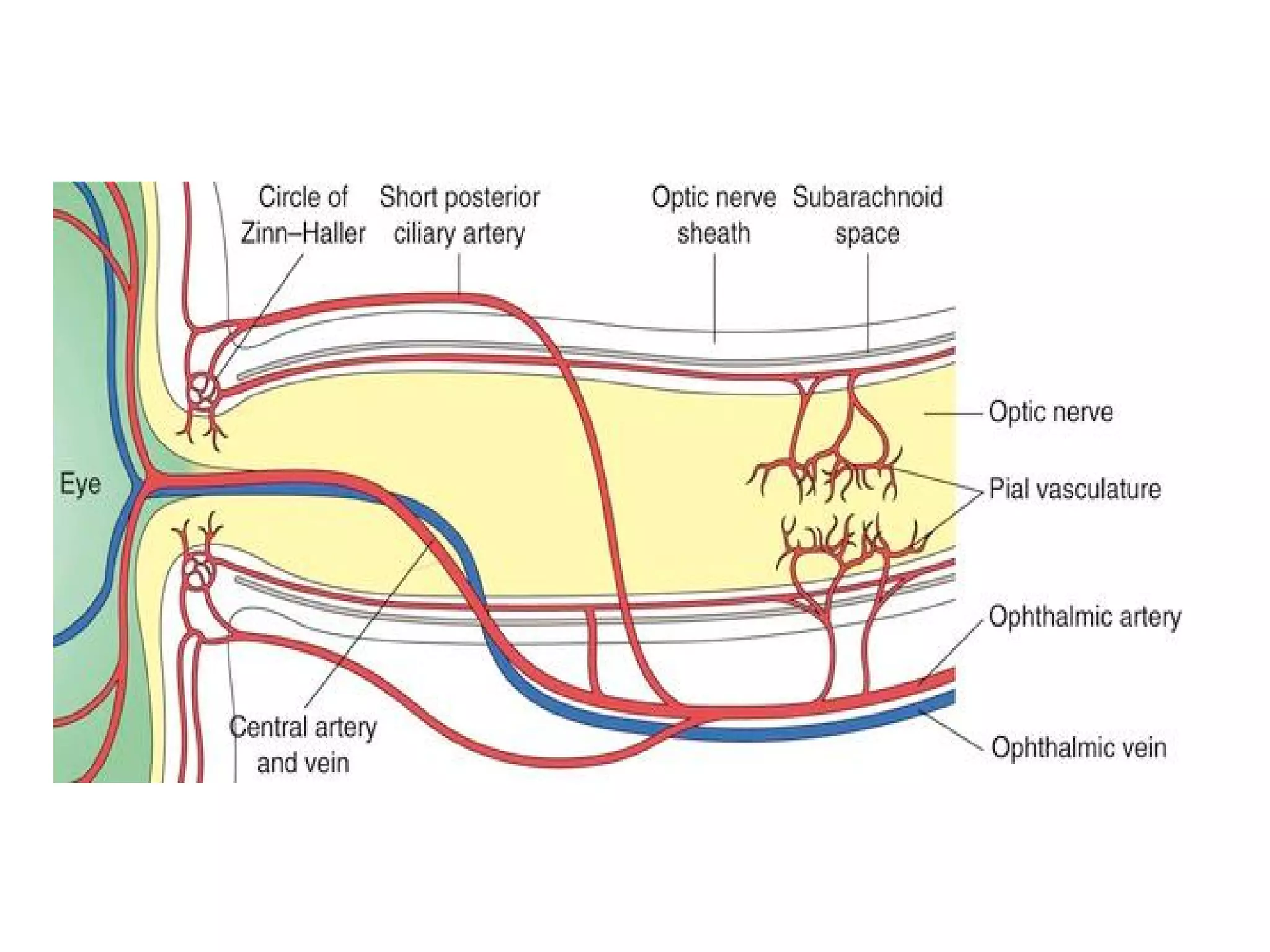 Optic Neuritis And Multiple Sclerosis 2018 Pdf