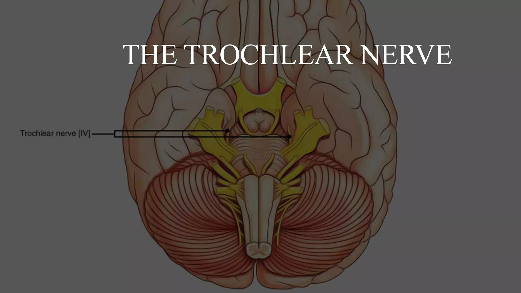 Optic,oculomotor,trochlear,abducens nerve | PPT