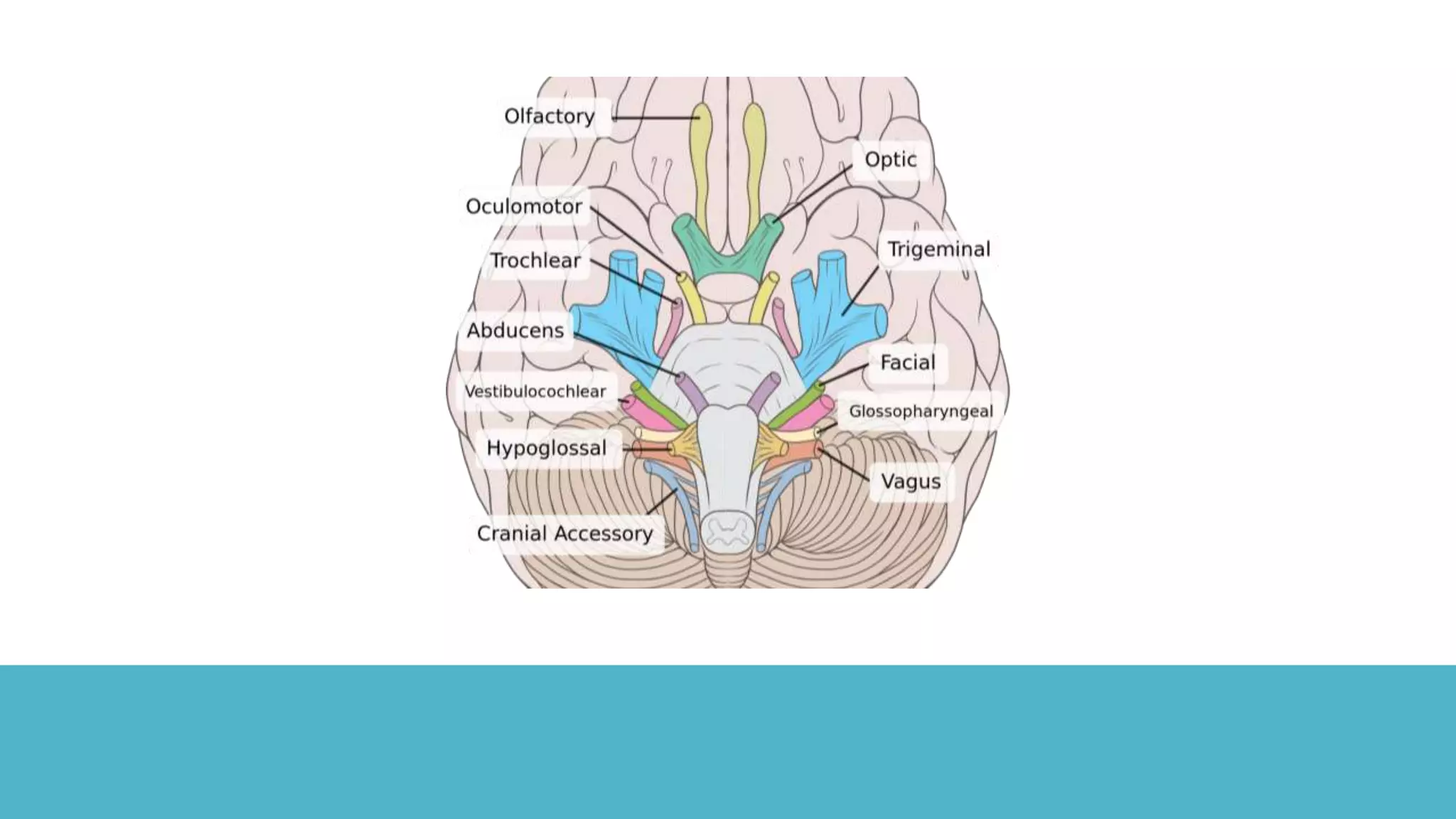 Optic,oculomotor,trochlear,abducens nerve | PPT