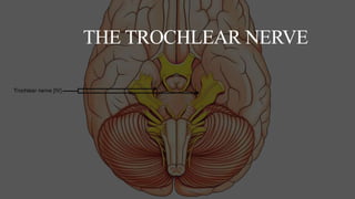 Optic,oculomotor,trochlear,abducens nerve | PPT