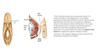 Optic,oculomotor,trochlear,abducens nerve | PPT