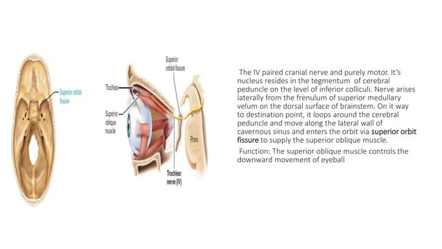 Optic,oculomotor,trochlear,abducens nerve | PPT