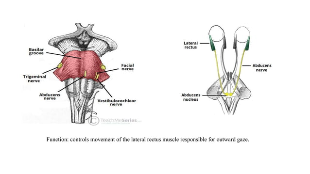 Optic,oculomotor,trochlear,abducens nerve | PPT