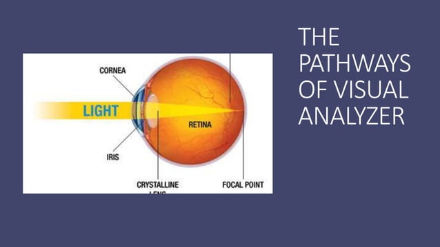 Optic,oculomotor,trochlear,abducens nerve | PPT