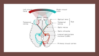 Optic,oculomotor,trochlear,abducens nerve | PPT