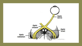Optic,oculomotor,trochlear,abducens nerve | PPT