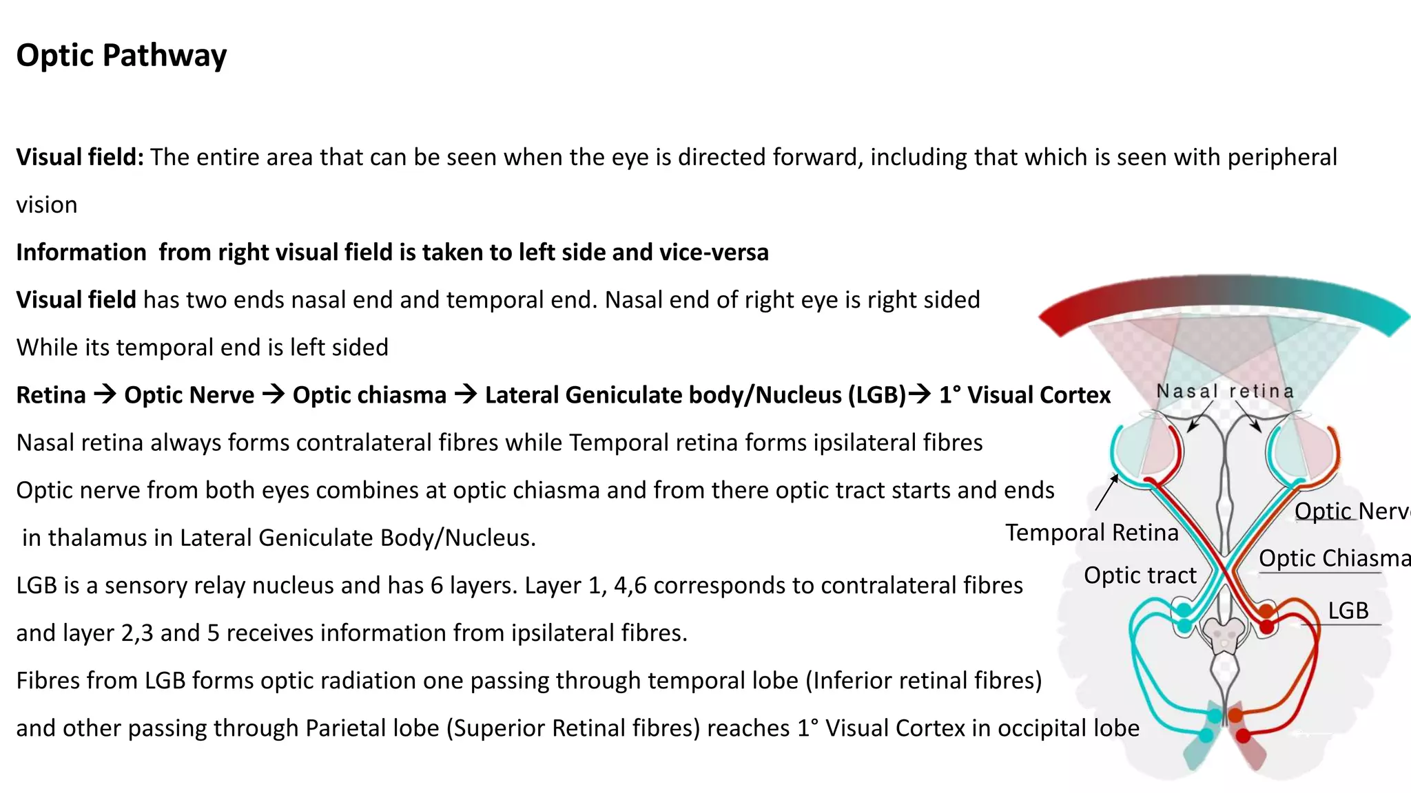 Optic pathway | PPTX