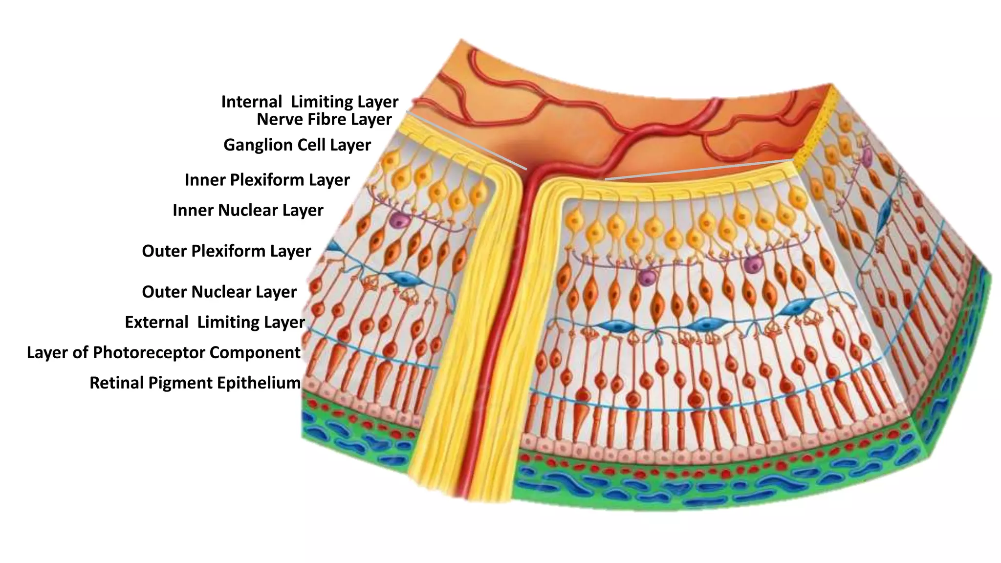 Optic pathway | PPTX