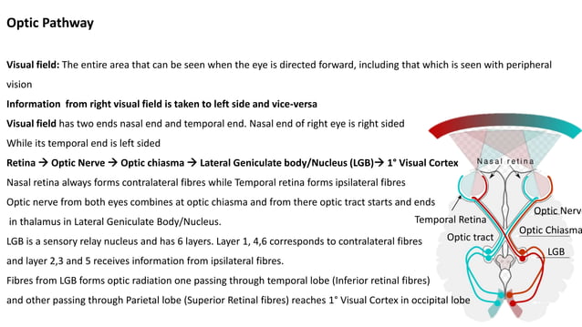 Optic pathway | PPTX
