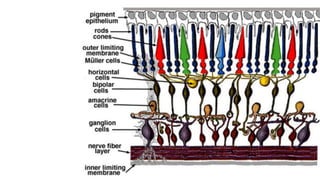 Optic pathway | PPTX