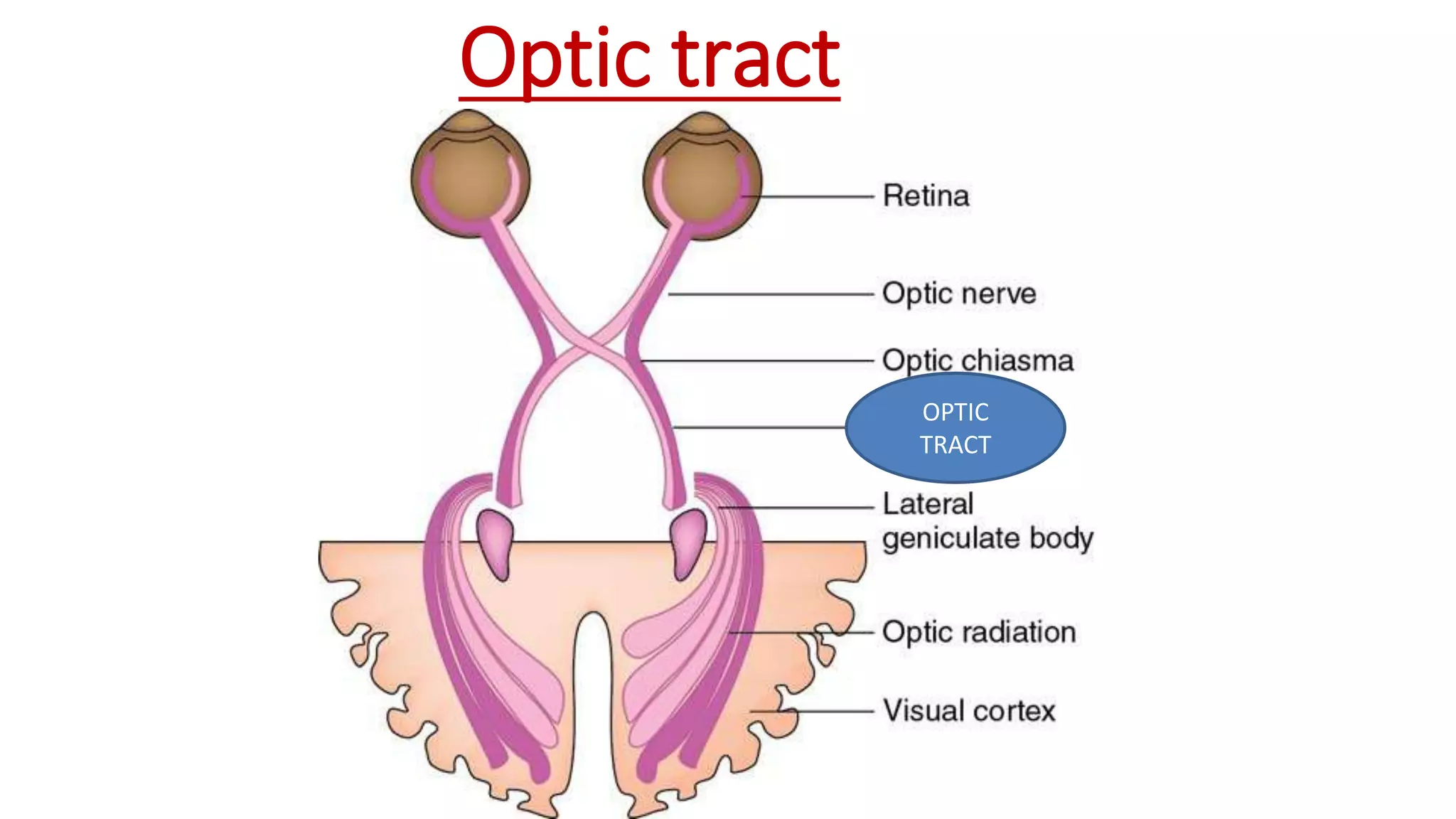 optic pathway and its lesions (2).pptx