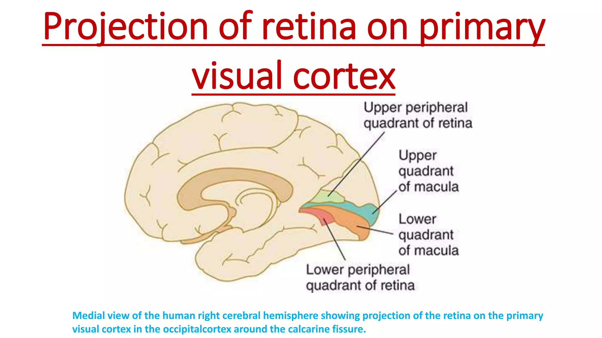 optic pathway and its lesions (2).pptx
