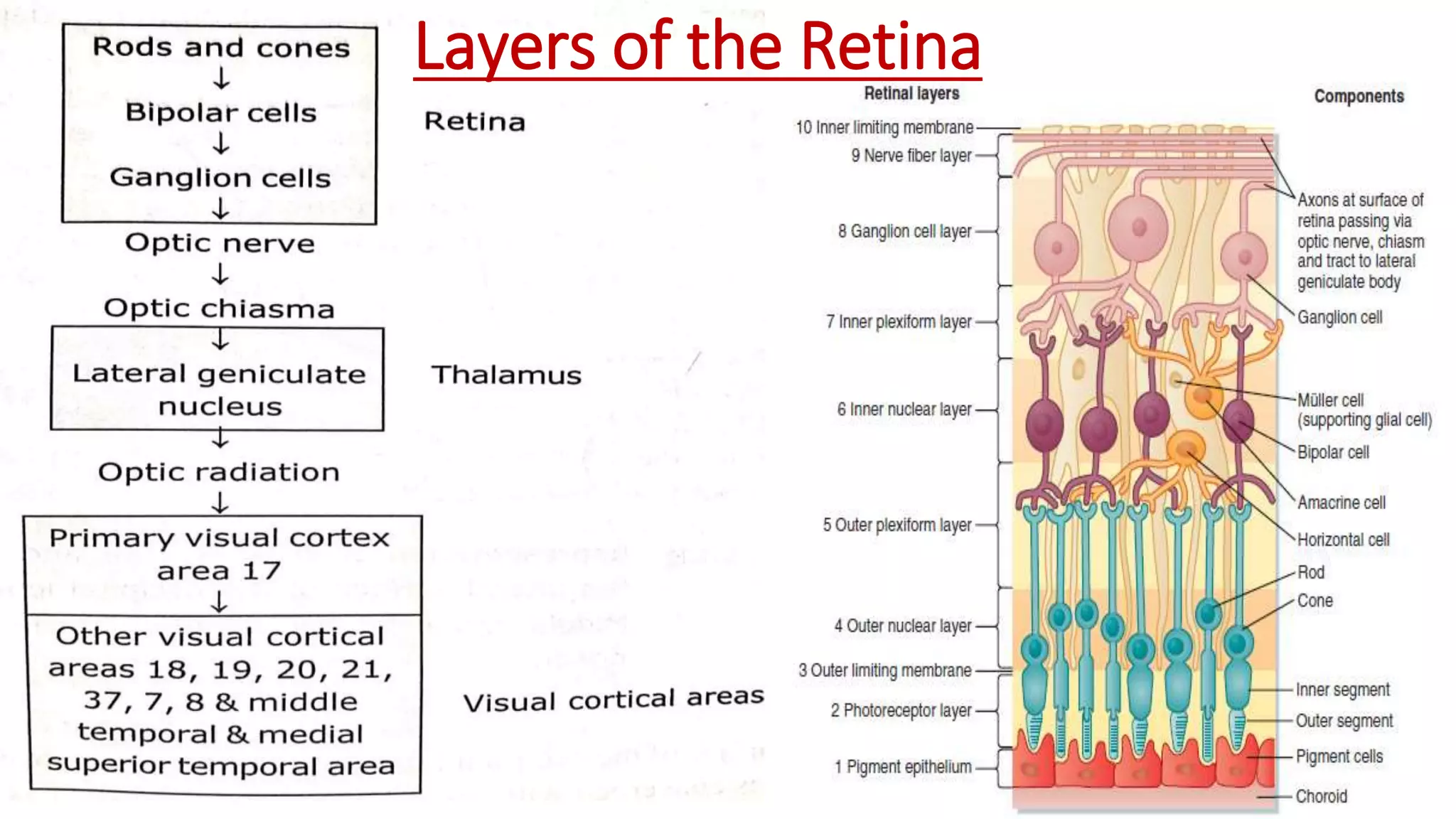 optic pathway and its lesions (2).pptx