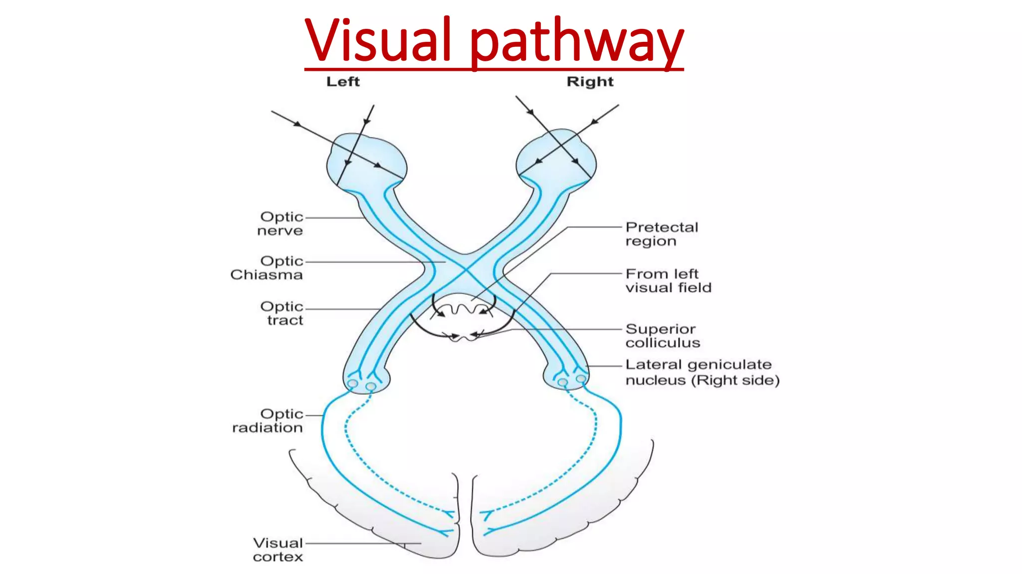 optic pathway and its lesions (2).pptx