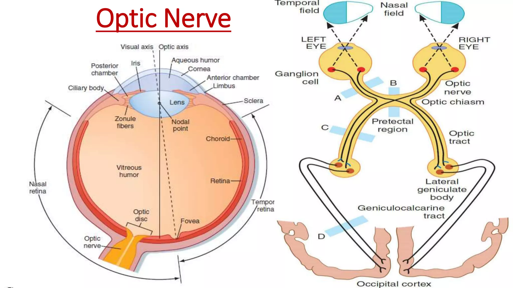 optic pathway and its lesions (2).pptx