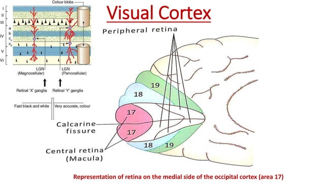 optic pathway and its lesions (2).pptx | Eye and Vision Conditions ...