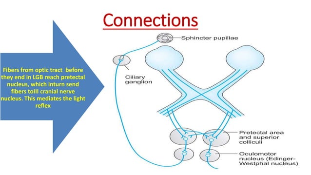 optic pathway and its lesions (2).pptx | Eye and Vision Conditions ...