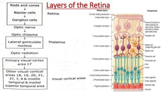 optic pathway and its lesions (2).pptx